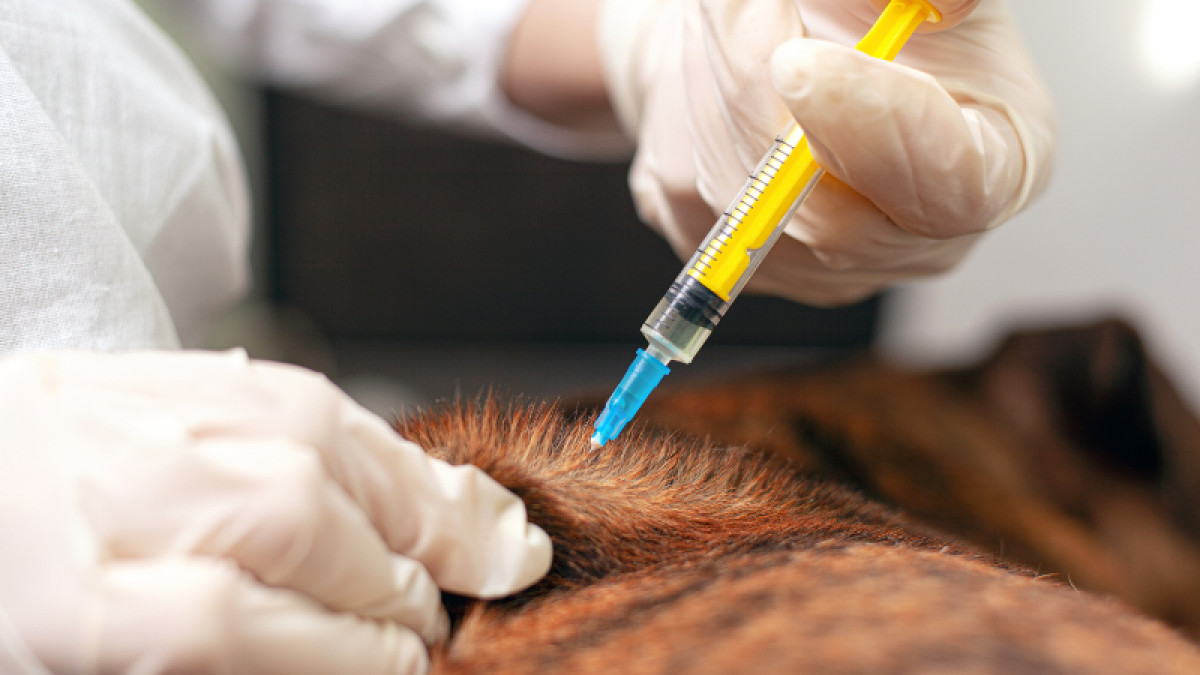 Mobile Vaccine Clinic — Concord Pet Foods & Supplies| Delaware ...