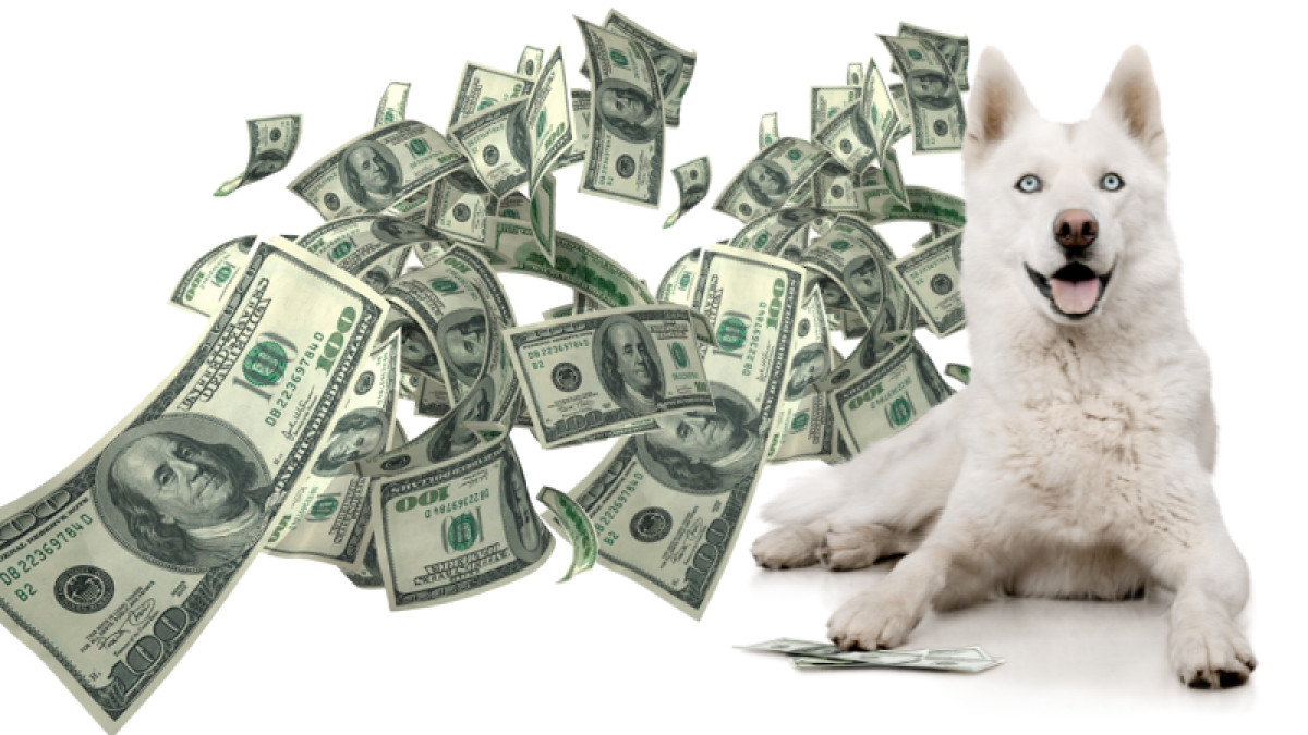 Dollar Dog Day! — Concord Pet Foods & Supplies| Delaware, Pennsylvania ...